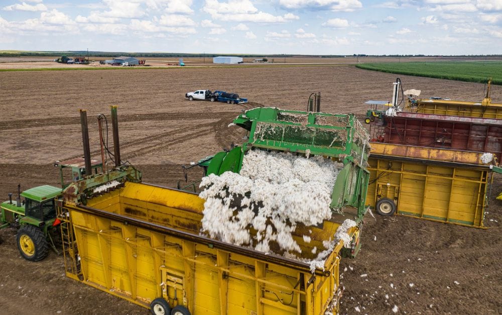 Cotton Prices Soften as Supply Concerns Ease and Chinese Demand Uncertain